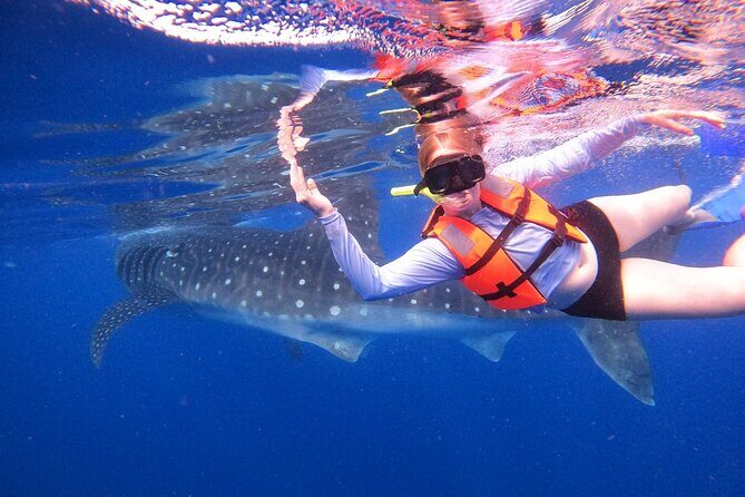 Cancun Whale Shark Experience with Snorkel & Transportation - The Itinerary in Detail