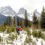 Canmore: Explore Winter Wildlife Tracks - 2hr Nature Walk - What You Can Expect from the Guided Walk