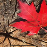 Canmore: Guided Town Walking Tour with Sweet Treat and Drink - Practical Tips for Your Walk