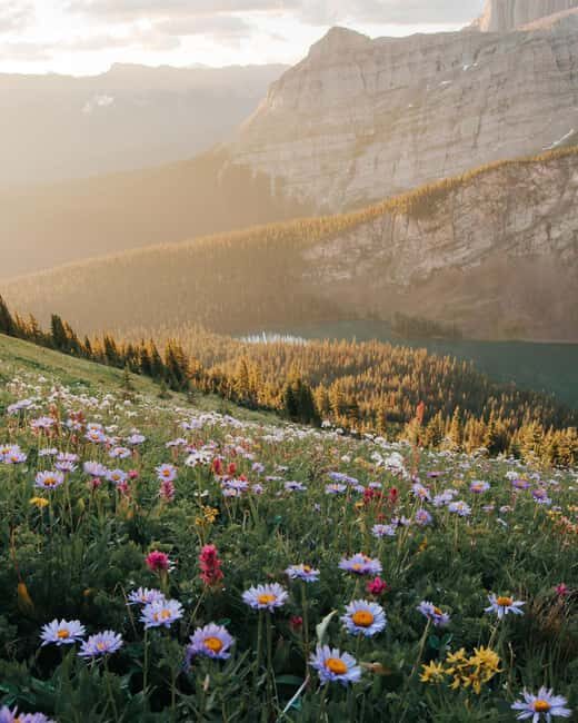 Canmore: Medicinal and Edible Plants, 2-hour Nature Walk - An In-Depth Look at the 2-Hour Nature Walk