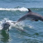 Cape May: Dolphin and Bird Watching Cruise - Who Is This Cruise Best For?