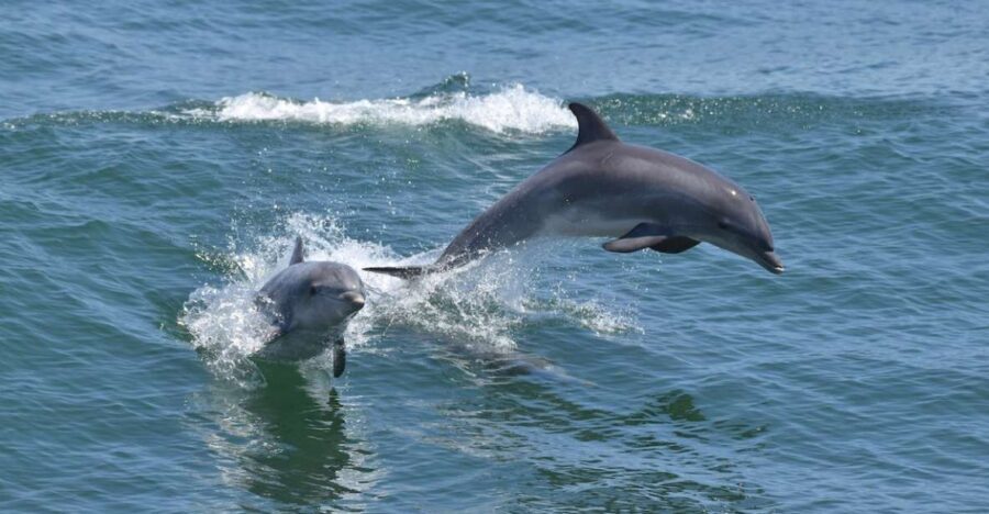 Cape May: Dolphin and Bird Watching Cruise - Who Is This Cruise Best For?