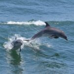 Cape May: Sunset Dolphin Watching Cruise with Food - Who Will Love This Tour?