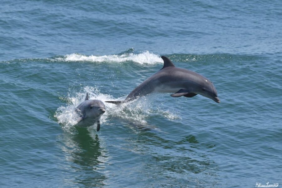 Cape May: Sunset Dolphin Watching Cruise with Food - Who Will Love This Tour?