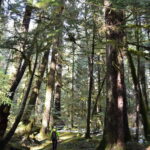 Cape Scott: San Josef Bay Day Hike with Scenic Drive - The Trail to San Josef Bay