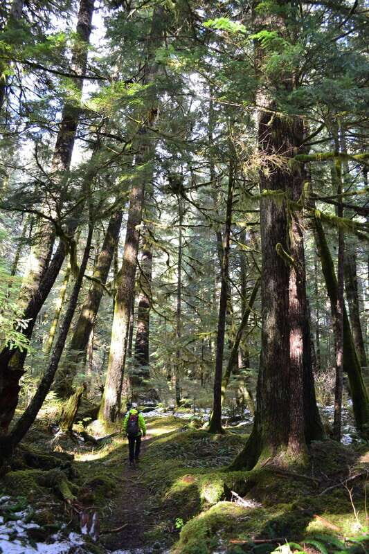 Cape Scott: San Josef Bay Day Hike with Scenic Drive - The Trail to San Josef Bay