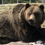 Capilano Br+Grouse Mtn+Dam+Lake+Hatchery/5in1CarTour+Small Group - Practical Details and Tips