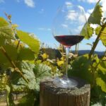 Carmel Valley Wine Tasting Tour - Authentic Experiences and Real Feedback