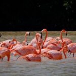 Celestun Flamingos Beach & Seafood Tour departure from Merida - The Experience: Authentic, Comfortable, and Well-Organized