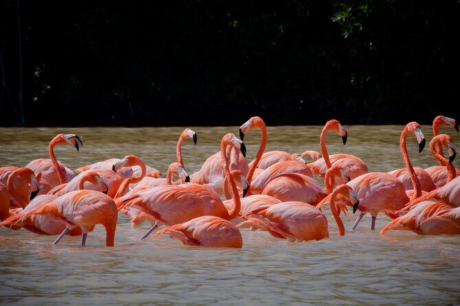 Celestun Flamingos Beach & Seafood Tour departure from Merida - The Experience: Authentic, Comfortable, and Well-Organized
