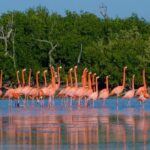 Celestun Nature Reserve Flamingo Tour-Boat to Flamingo Paradise from Merida - The Itinerary in Detail
