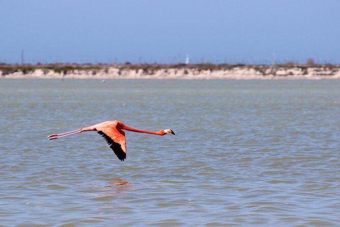 Cenote Suytun & Rio Lagartos & Las Coloradas - Practical Details and Value