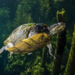 Cenotes snorkeling excursion - A Balanced Perspective: Pros and Cons