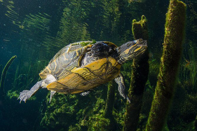 Cenotes snorkeling excursion - A Balanced Perspective: Pros and Cons