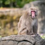 Central Park Zoo Entry Ticket - Exploring the Exhibits: What You Can Expect