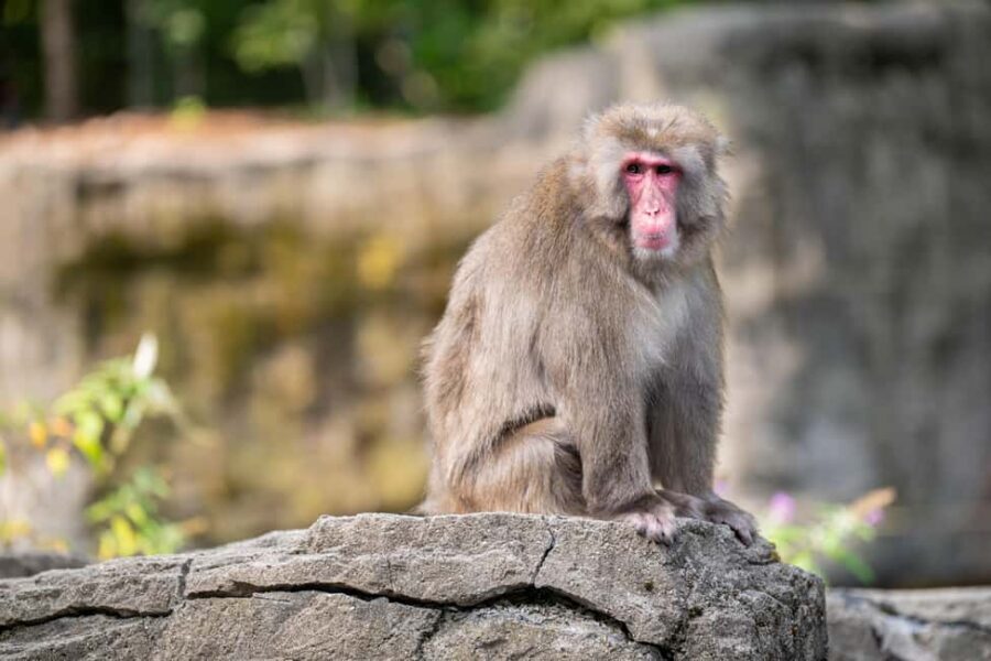 Central Park Zoo Entry Ticket - Exploring the Exhibits: What You Can Expect