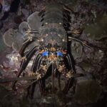 Certified Beach Night Dive - What to Expect During the Tour