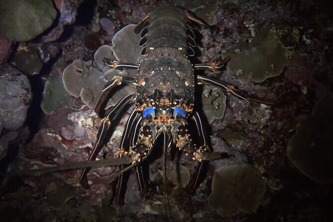 Certified Beach Night Dive - What to Expect During the Tour