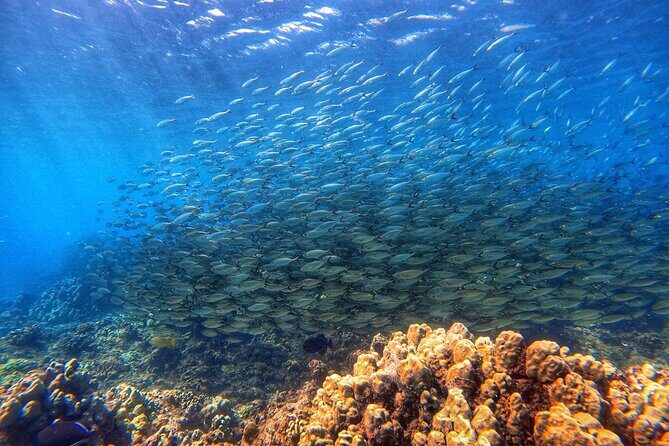 Certified Divers! Scuba dive the Ka'anapali Coast and more! - FAQs
