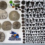 Charleston/Folly Beach Shark Tooth and fossil Island Drop off - The Sum Up