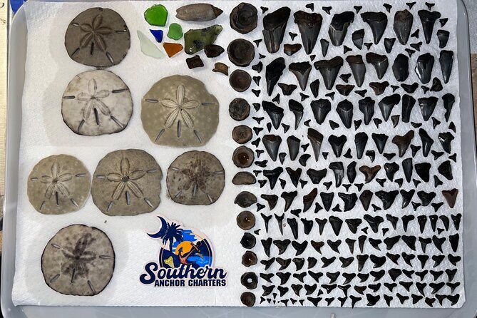 Charleston/Folly Beach Shark Tooth and fossil Island Drop off - The Sum Up