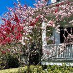 Charleston History Tour / - What You Can Expect