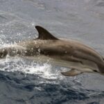 Charleston: Sightseeing Harbor Tour & Dolphin Watch - What You Can Expect on the Tour