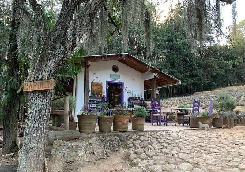 Chautla's Castle, Lavender Farm, and Valquirico Private Tour - Pricing and Value