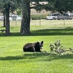 Cheyenne Cañon Art and Nature Segway Tour - Practical Details and Value