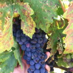 Chihuahua: Elemental Wine Experience with Tasting and Tour - What to Expect During the Tour