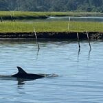 Chincoteague Dolphin Watching Boat Tour - What Travelers Say