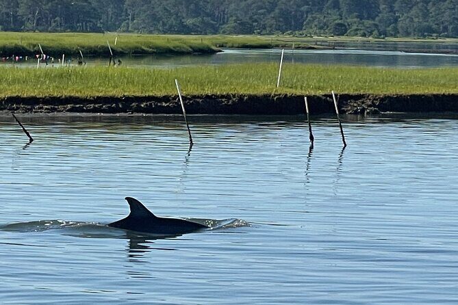 Chincoteague Dolphin Watching Boat Tour - What Travelers Say