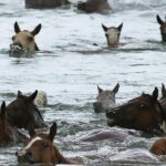 Chincoteague Pony Swim Kayak Tour 2026 with shuttle - Exploring the Tour in Detail