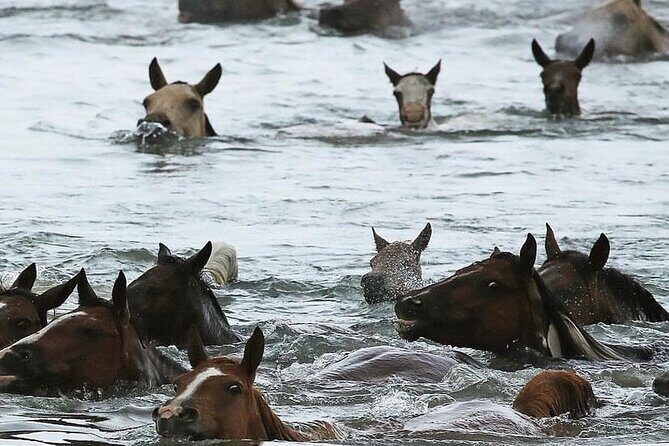 Chincoteague Pony Swim Kayak Tour 2026 with shuttle - Exploring the Tour in Detail