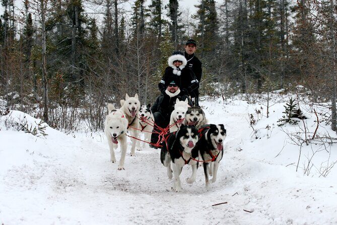Churchill Polar Bear Experience  5-Night Classic Tour - Cultural and Educational Highlights