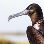 Classic 3-island tour on a shared boat-Entrance Yalahau included- - The Experience: What Makes This Tour Stand Out
