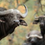Classic Safari Adventure at Safari West - Final Thoughts: Is Safari West Worth It?