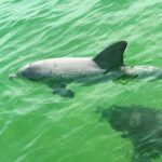 Clearwater Beach Private Pontoon Tours - Who Is This Tour Best For?