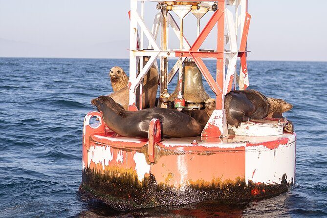 Coastal Cruise on Yacht in Santa Barbara - What Travelers Are Saying