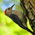 Coba and Punta Laguna Guided Birdwatching Private Tour - The Value of the Tour