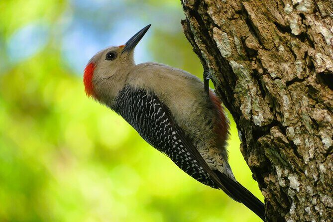 Coba and Punta Laguna Guided Birdwatching Private Tour - The Value of the Tour