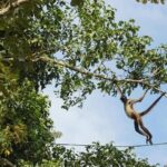 Coba Ruins, Punta Laguna Nature Reserve, Cenote and Mayan family - Punta Laguna: Wildlife and Adventure