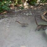 Cobá Ruins Tour (Private, Half Day) - The Value of a Private Tour