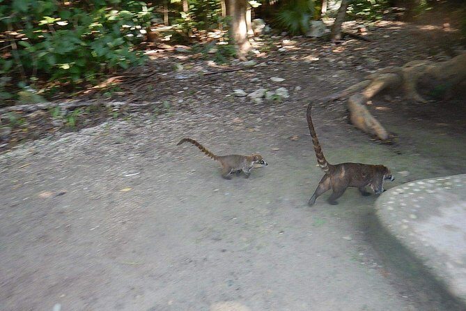 Cobá Ruins Tour (Private, Half Day) - The Value of a Private Tour