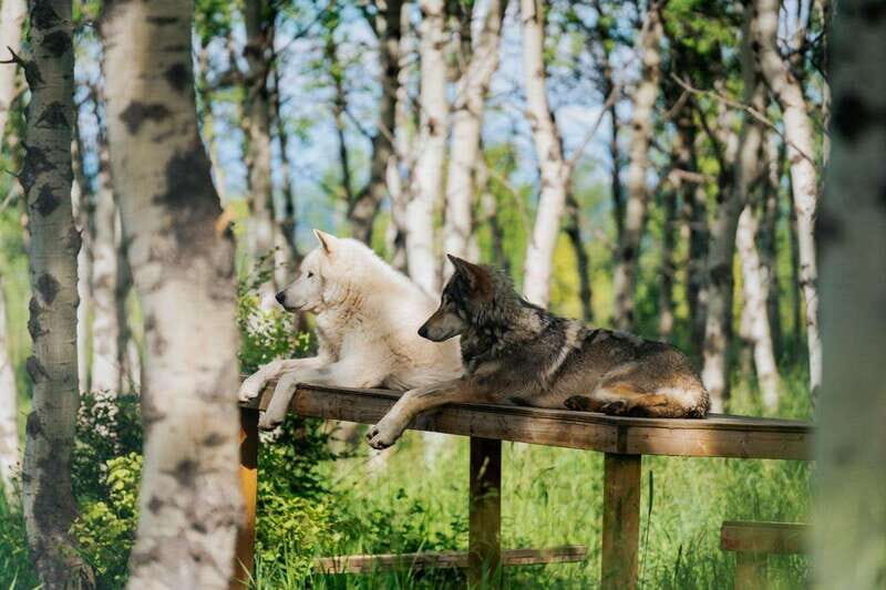 Cochrane: Yamnuska Wolfdog Sanctuary Tour - Who Should Consider This Tour?