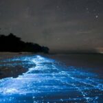 Cocoa Beach: Clear Kayak Bioluminescence Tour - Who Should Consider This Tour?