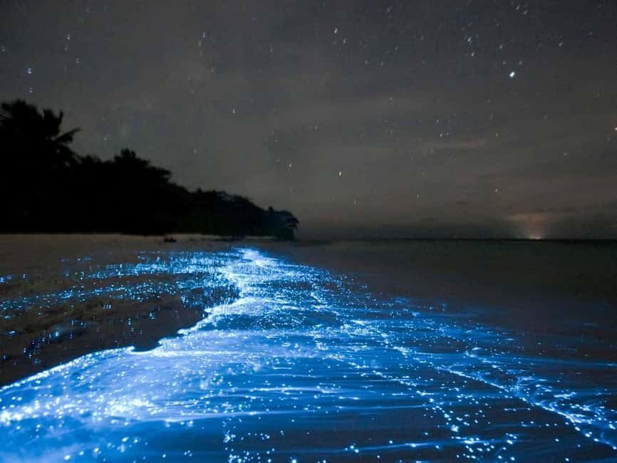 Cocoa Beach: Clear Kayak Bioluminescence Tour - Who Should Consider This Tour?