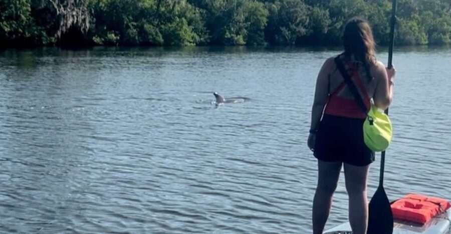 Cocoa Beach: Dolphin and Manatee Kayak or Paddle Tour - Practical Details