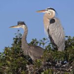Cocoa Beach Dolphin and Wildlife Tour - The Sum Up: Who Benefits Most from This Tour?