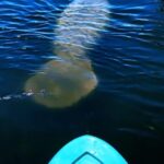 Cocoa Beach/Merritt Island: Guided Dolphin and Manatee Tour - Why This Tour Is Worth Considering